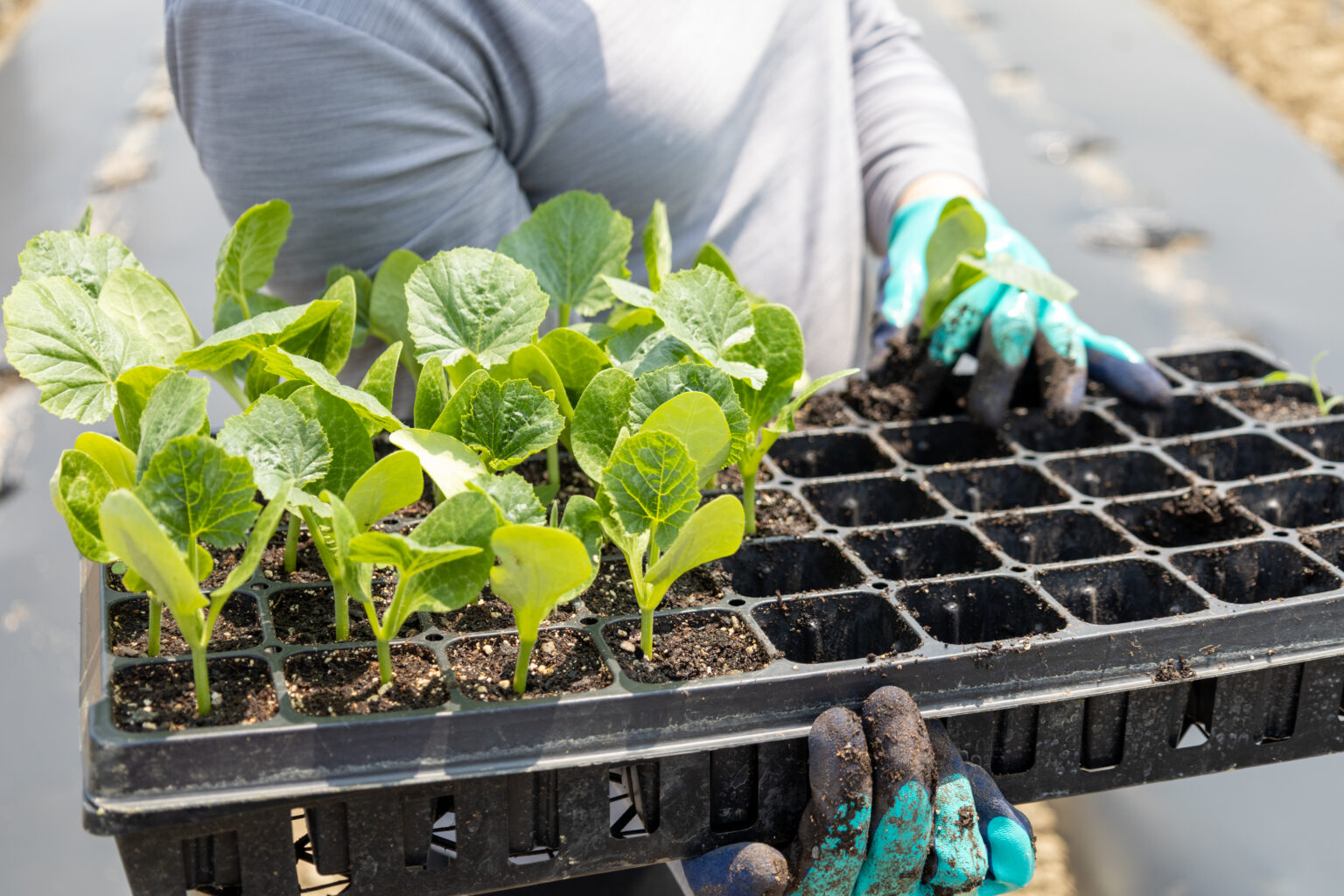 What's Happening at Hunger Solutions New York - Hunger Solutions New York